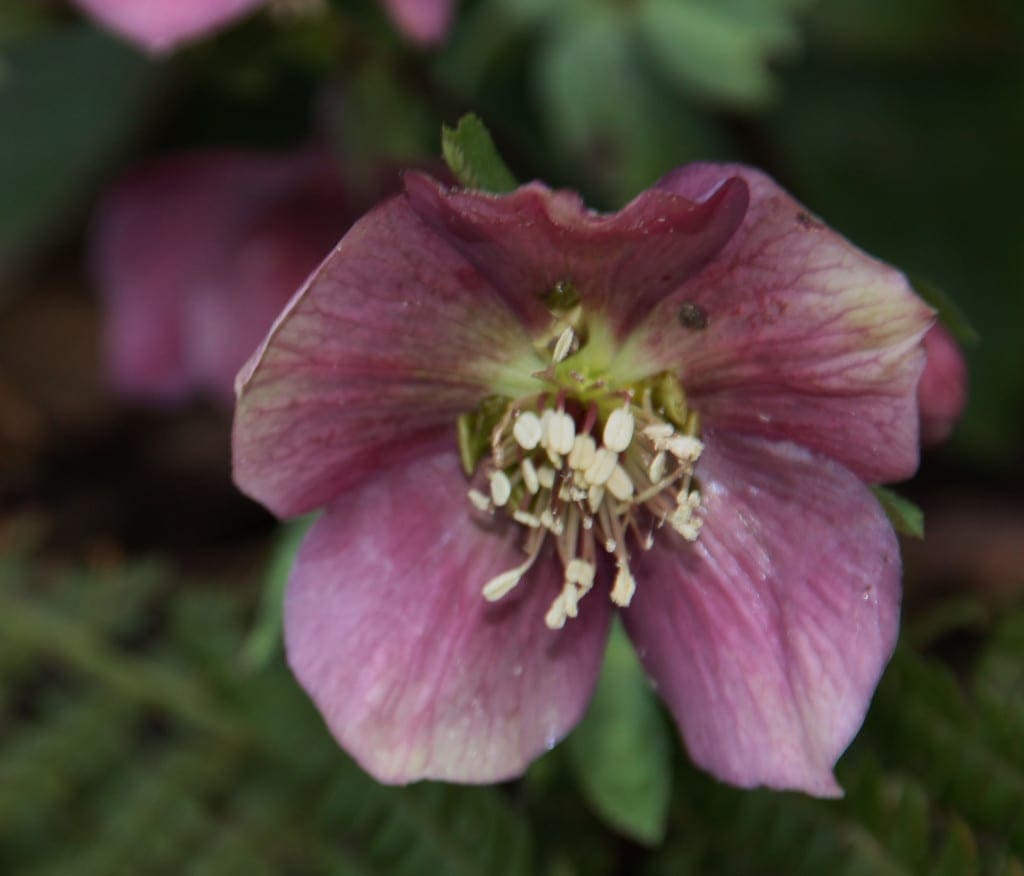 Vroege bloeiers in de voorjaars tuin - Woontrendz